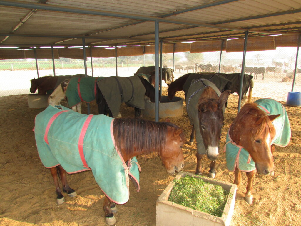 Give a Gift to Improve Working Animals' Lives - GlobalGiving