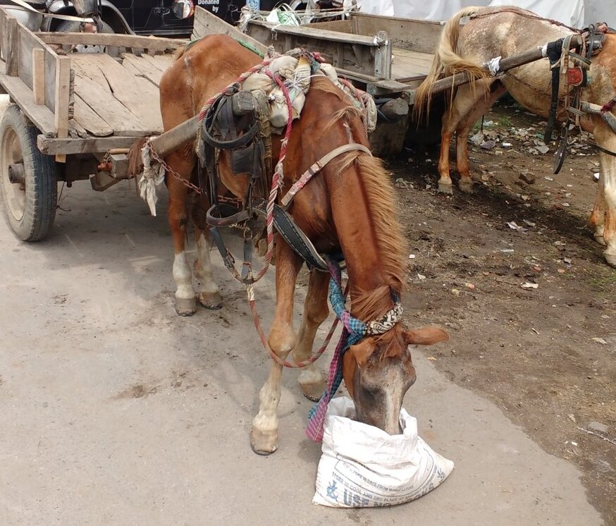 Give a Gift to Improve Working Animals' Lives - GlobalGiving