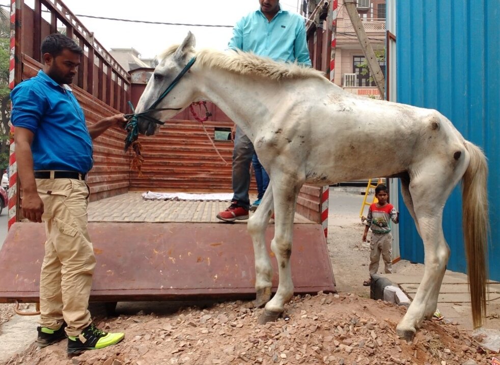 Give a Gift to Improve Working Animals' Lives - GlobalGiving