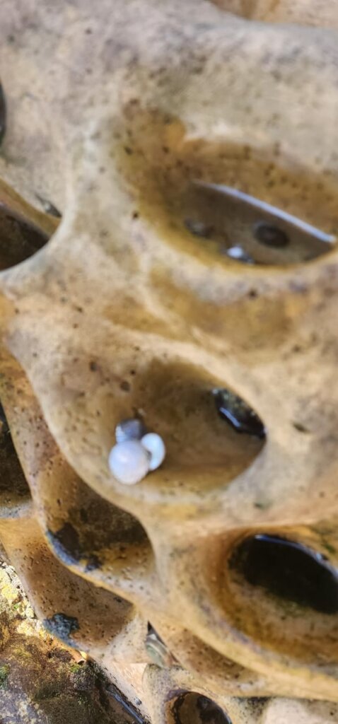 Restore Ocean Life with Our Living Sea Walls - GlobalGiving