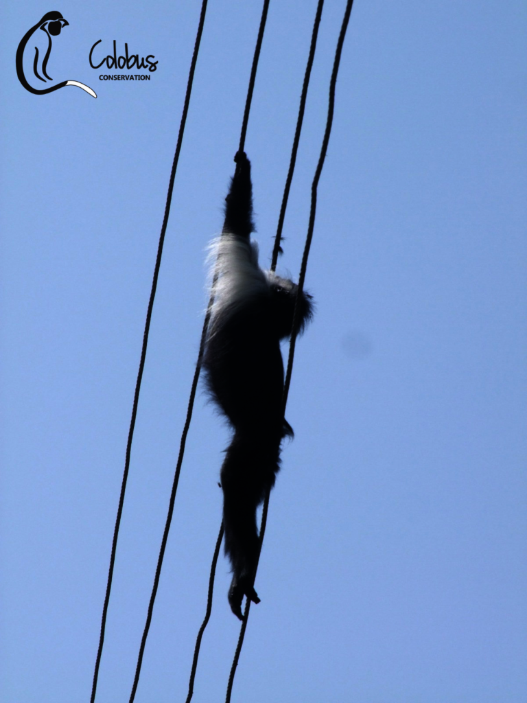 STOP THE ELECTROCUTION OF COLOBUS MONKEYS! - GlobalGiving