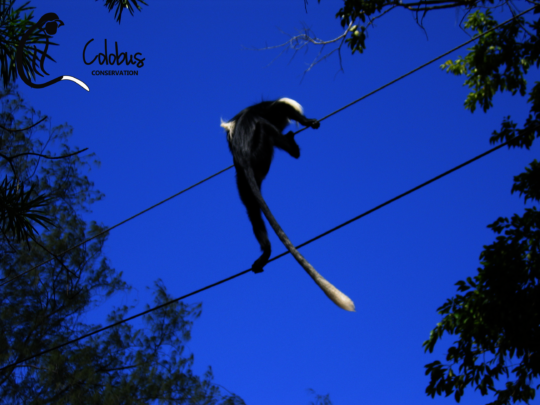STOP THE ELECTROCUTION OF COLOBUS MONKEYS! - GlobalGiving