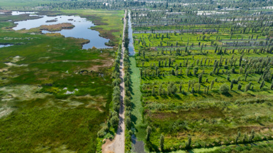 Axolotl conservation in the Xochimilco wetland - GlobalGiving