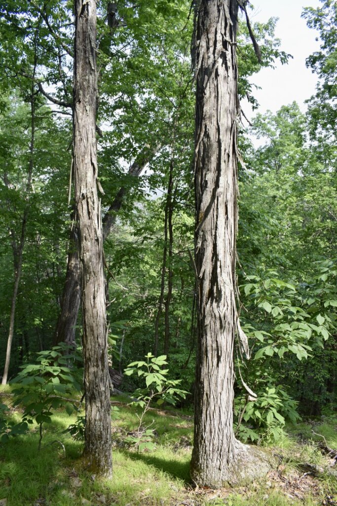 Deer Run Nature Preserve Phase III - GlobalGiving