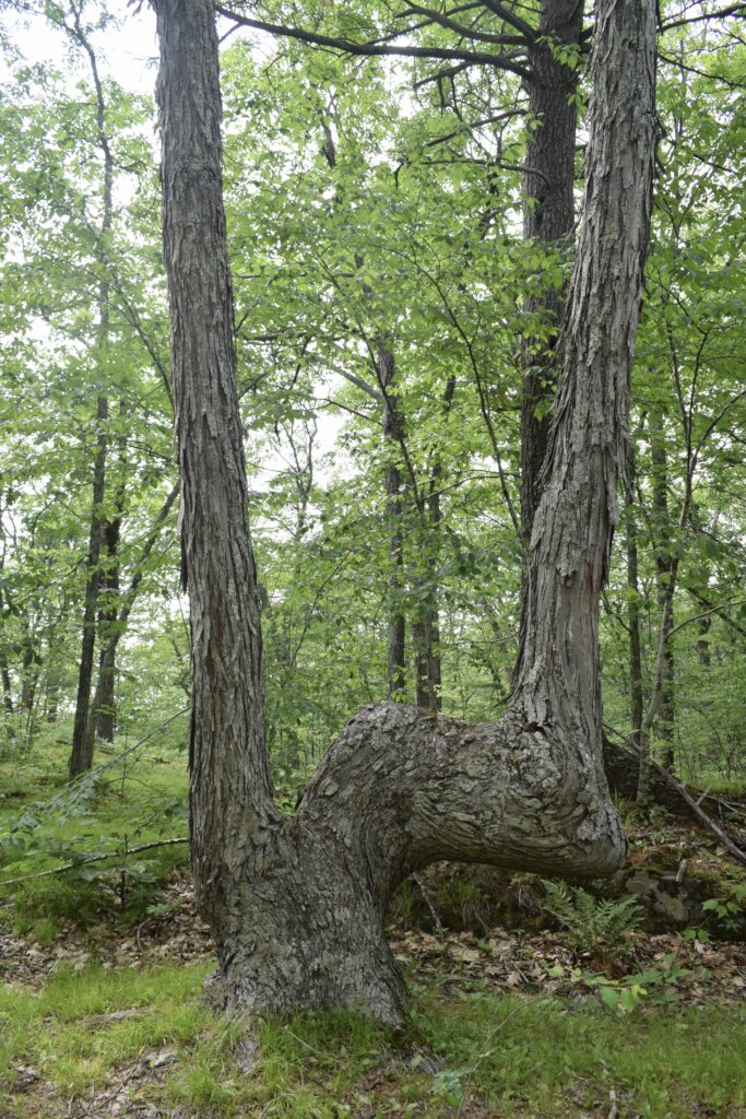 Deer Run Nature Preserve Phase III - GlobalGiving