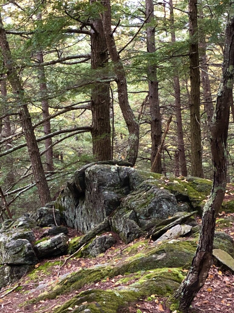 Deer Run Nature Preserve Phase III - GlobalGiving