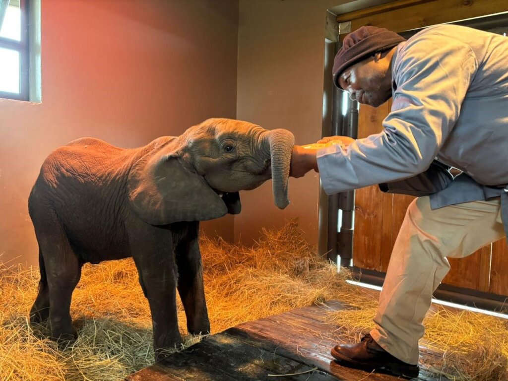 Orphan Calf Phabeni's Fundraiser - GlobalGiving