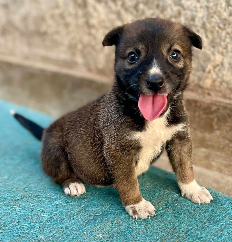 More Than 3000 Dogs Pleading For Food and Medicine - GlobalGiving