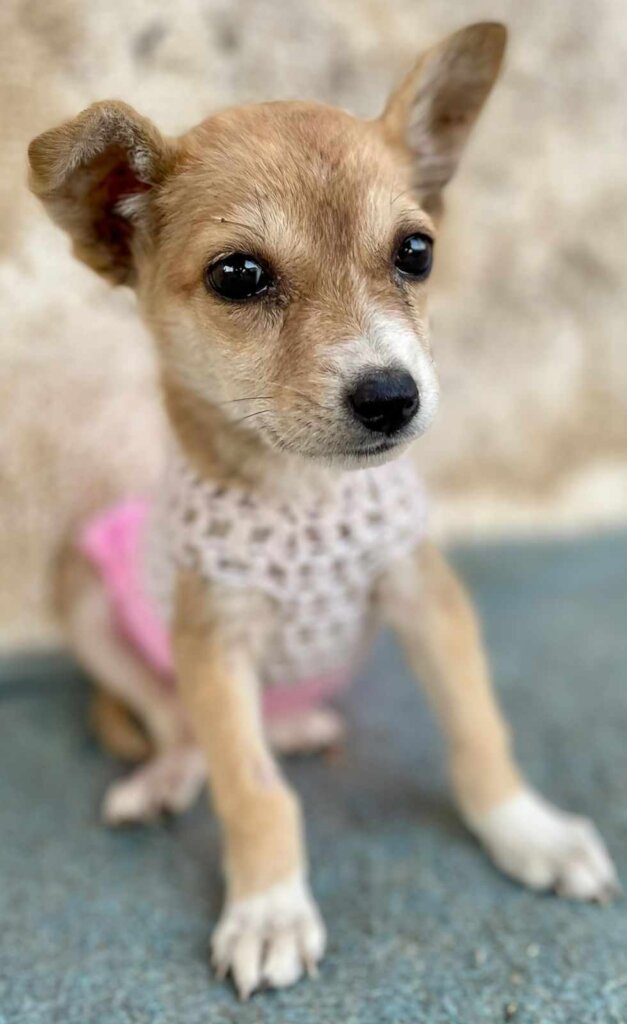 More Than 3000 Dogs Pleading For Food and Medicine - GlobalGiving