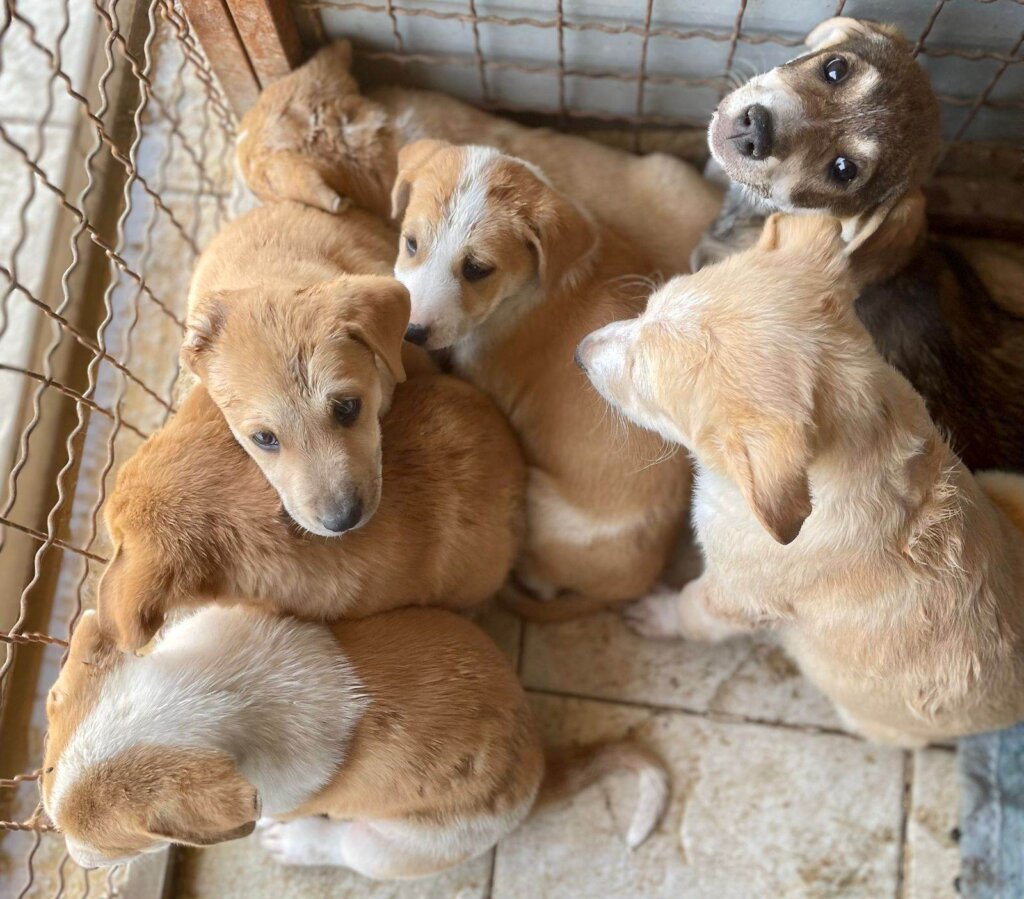 More Than 3000 Dogs Pleading For Food and Medicine - GlobalGiving