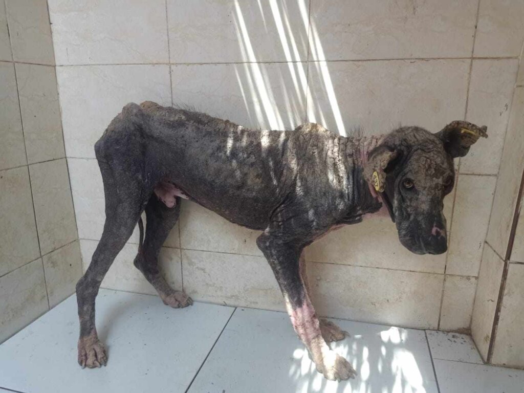 More Than 3000 Dogs Pleading For Food and Medicine - GlobalGiving