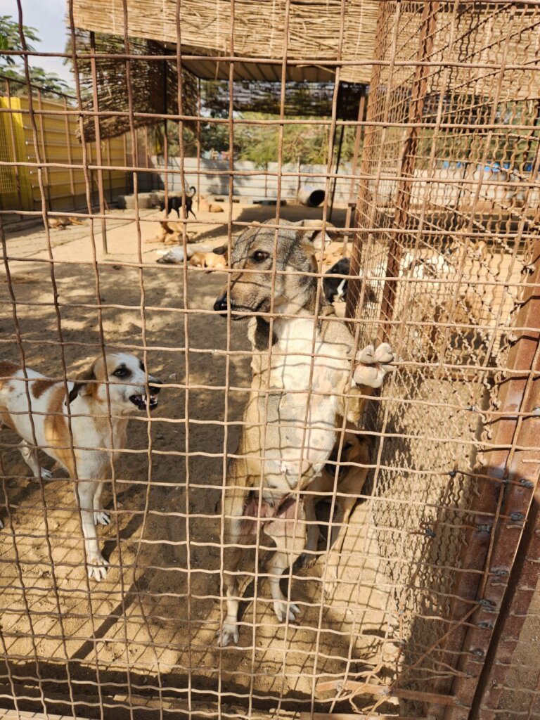 More Than 3000 Dogs Pleading For Food and Medicine - GlobalGiving