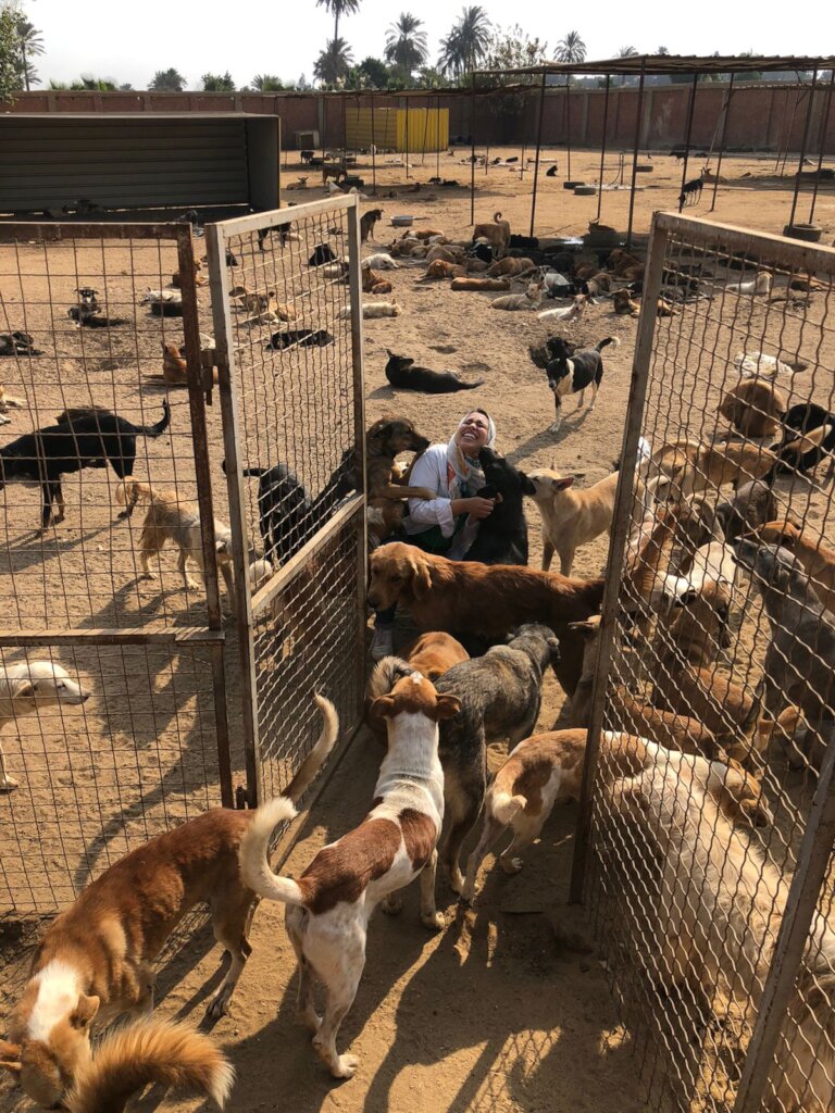 More Than 3000 Dogs Pleading For Food and Medicine - GlobalGiving