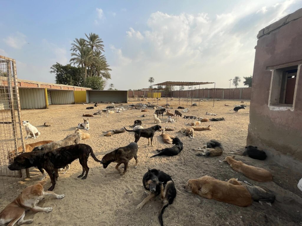 More Than 3000 Dogs Pleading For Food and Medicine - GlobalGiving