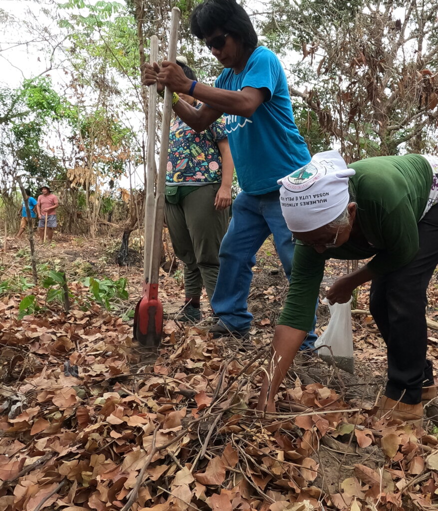 Indigenous Agroforestry to Revive Food Sovereignty - GlobalGiving