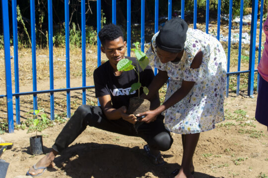 Empower refugees in Zimbabwe to plant 50,000 trees - GlobalGiving