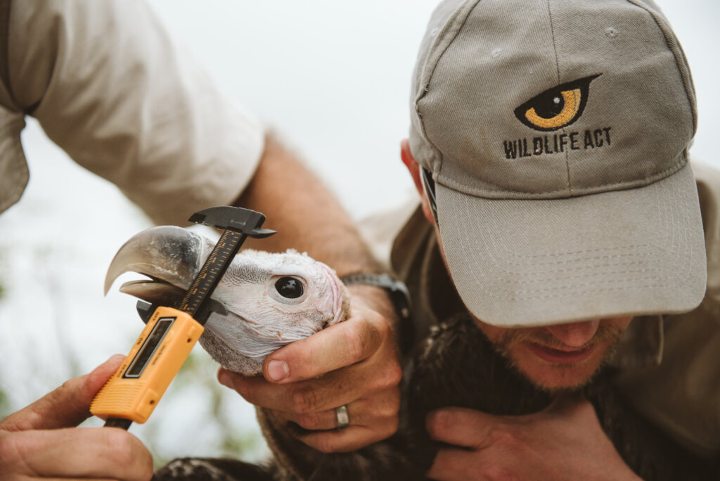 Protecting Endangered Species with Wildlife ACT - GlobalGiving