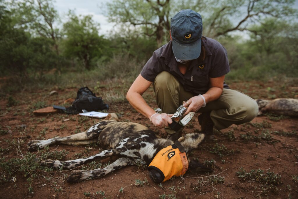 How to Share Protecting Endangered Species with Wildlife ACT - GlobalGiving How to Share Protecting Endangered Species with Wildlife ACT - GlobalGiving