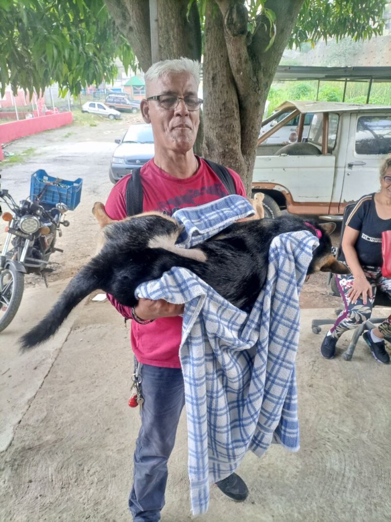 Donate to You are the hope of Venezuelan dogs in 2024! - GlobalGiving