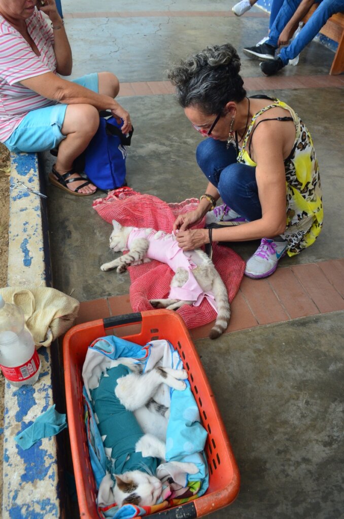 Donate to You are the hope of Venezuelan dogs in 2024! - GlobalGiving