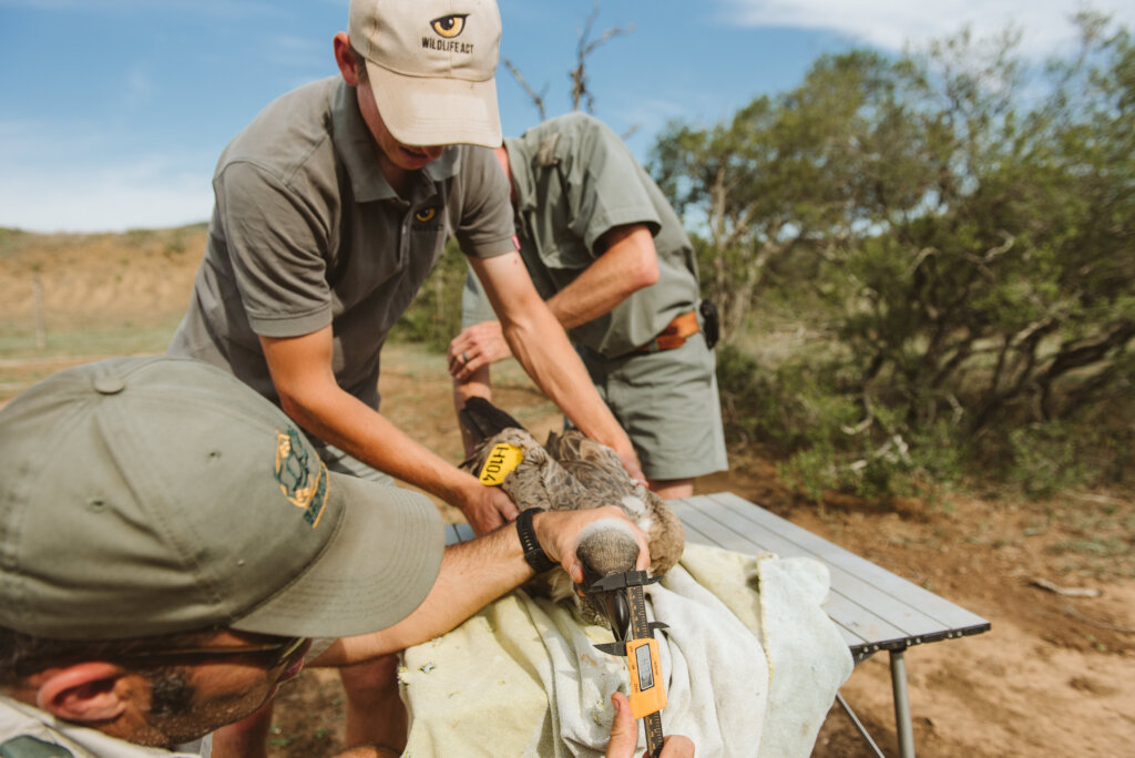 Join Wildlife ACTive, Prevent Animal Poaching - GlobalGiving