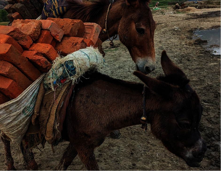 Help Us Rescue Working Animals in Desperate Need - GlobalGiving