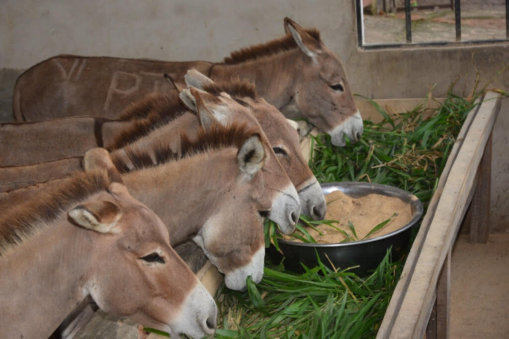 Help Us Rescue Working Animals in Desperate Need - GlobalGiving