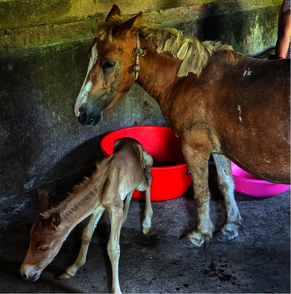 Help Us Rescue Working Animals in Desperate Need - GlobalGiving