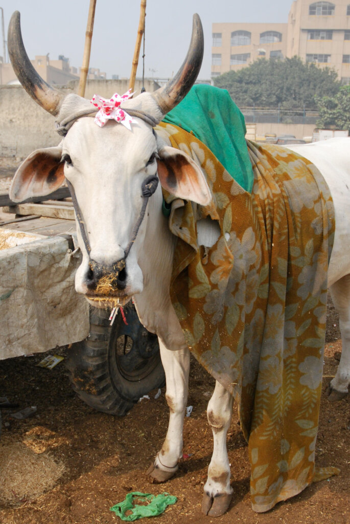 Donate to Help Us Rescue Working Animals in Desperate Need - GlobalGiving