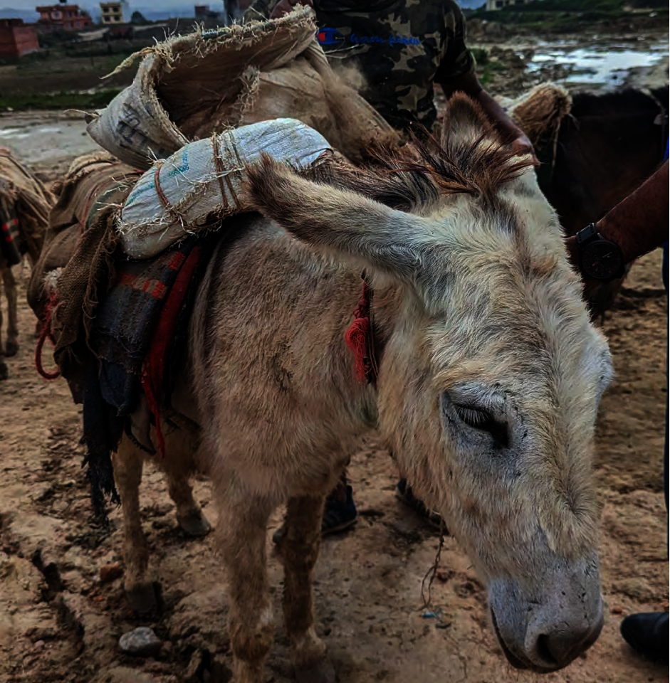 Help Us Rescue Working Animals in Desperate Need - GlobalGiving