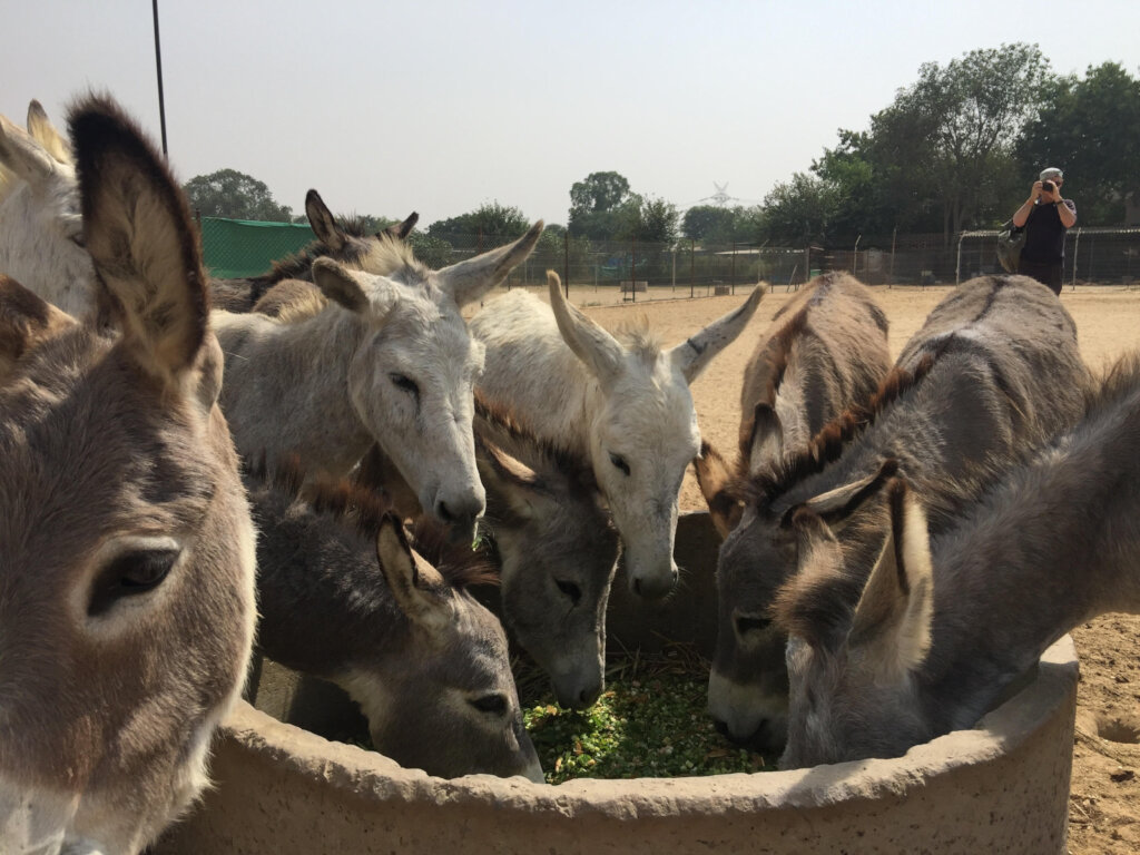 Help Us Rescue Working Animals in Desperate Need - GlobalGiving