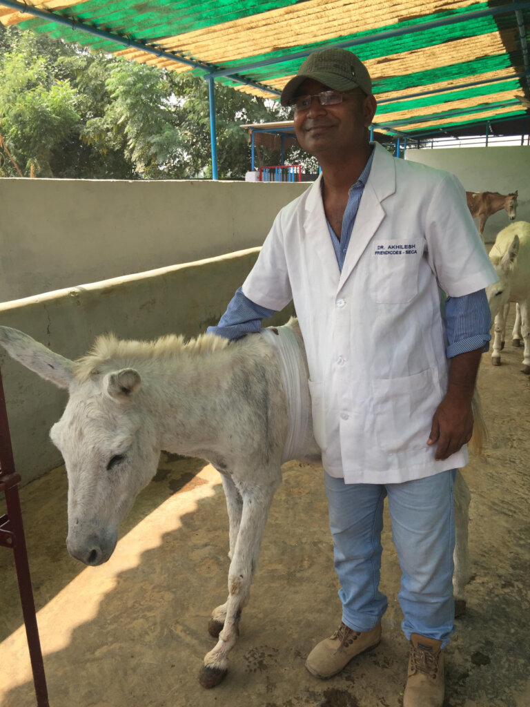 Help Us Rescue Working Animals in Desperate Need - GlobalGiving