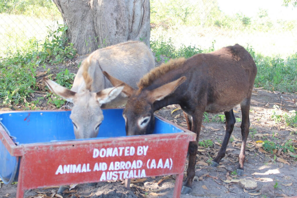 Help Us Rescue Working Animals in Desperate Need - GlobalGiving