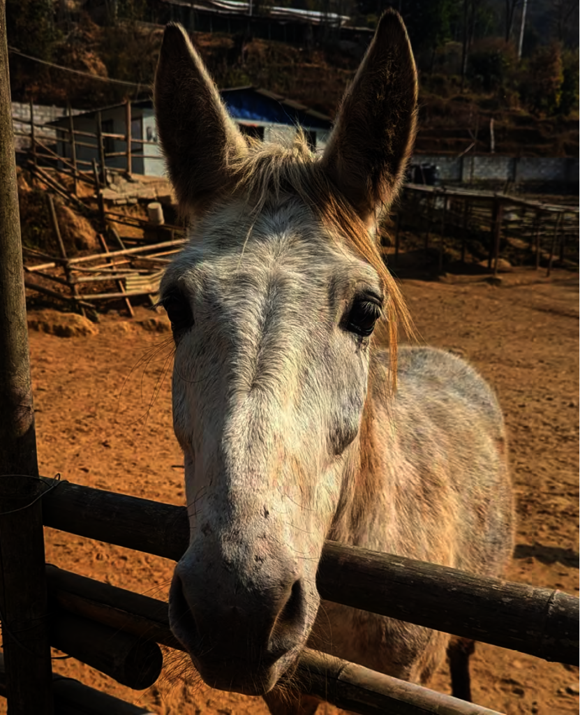 Help Us Rescue Working Animals in Desperate Need - GlobalGiving