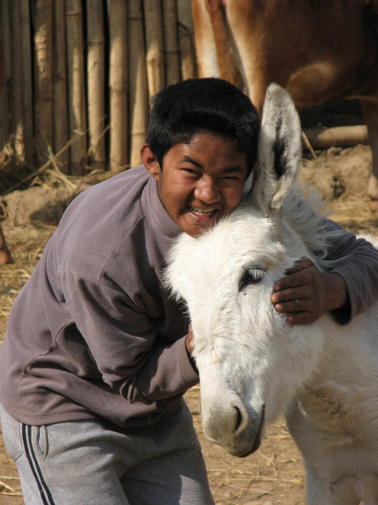Help Us Rescue Working Animals in Desperate Need - GlobalGiving