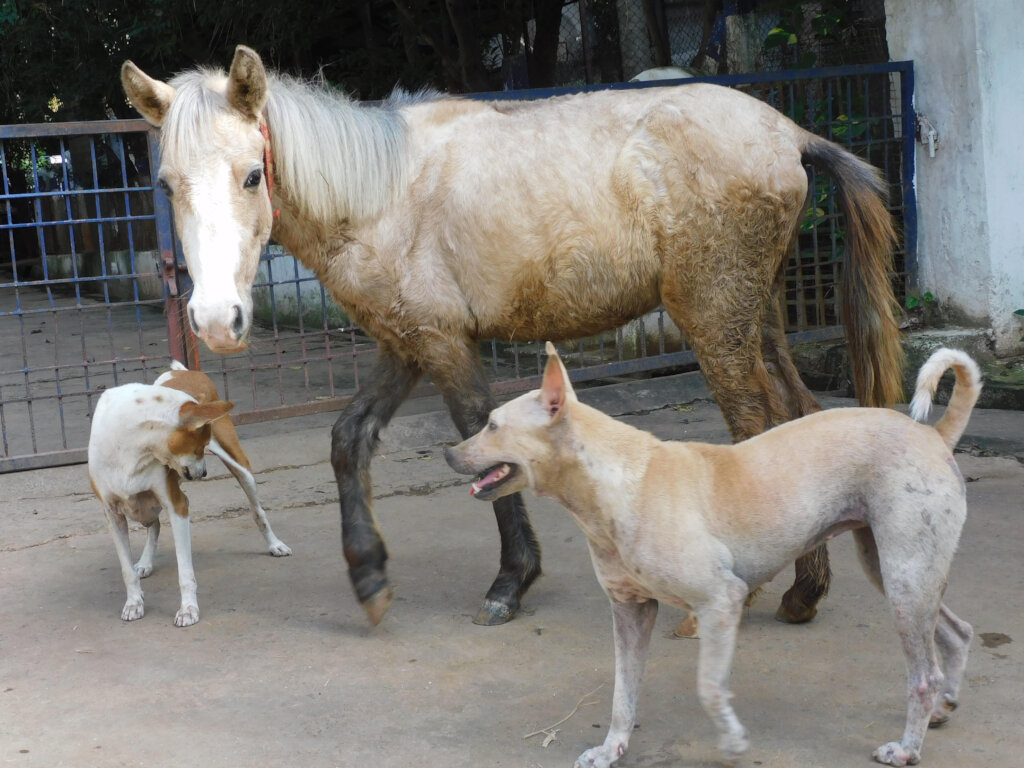 Help Us Rescue Working Animals in Desperate Need - GlobalGiving