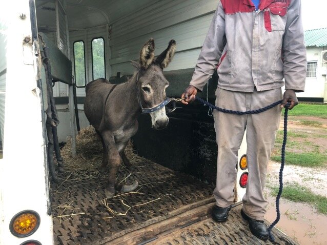 Help Us Rescue Working Animals in Desperate Need - GlobalGiving