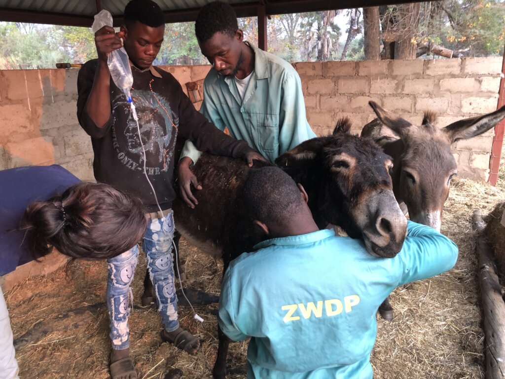 Help Us Rescue Working Animals in Desperate Need - GlobalGiving