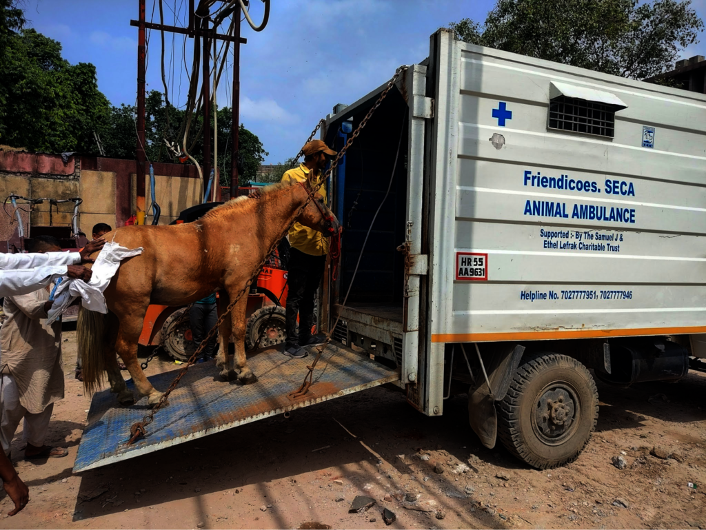 Help Us Rescue Working Animals in Desperate Need - GlobalGiving
