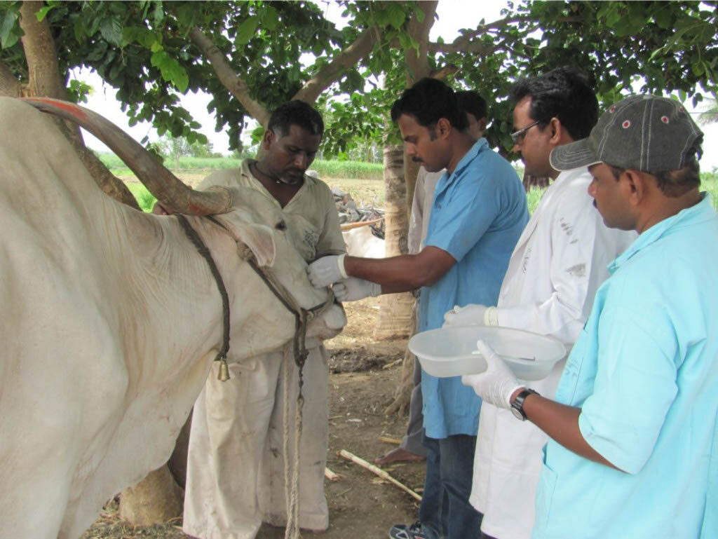 Help Us Rescue Working Animals in Desperate Need - GlobalGiving