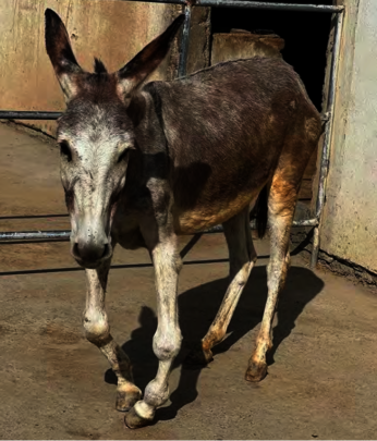 Help Us Rescue Working Animals in Desperate Need - GlobalGiving