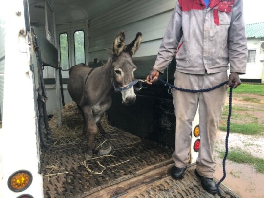 Help Us Rescue Working Animals in Desperate Need - GlobalGiving