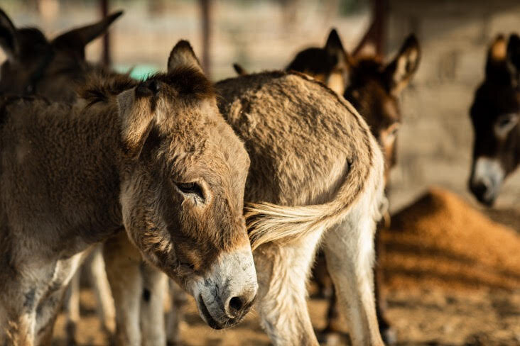 Help Us Rescue Working Animals in Desperate Need - GlobalGiving