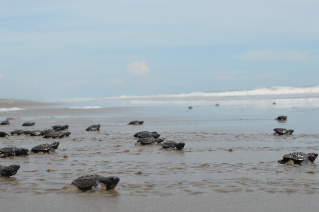 Support Sea Turtle Conservation in El Salvador - GlobalGiving