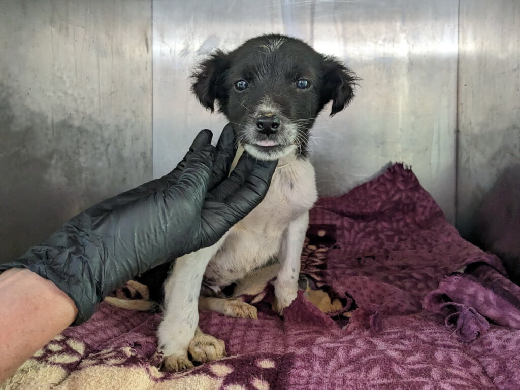 High Dependency Unit For Vulnerable Sick Animals - GlobalGiving