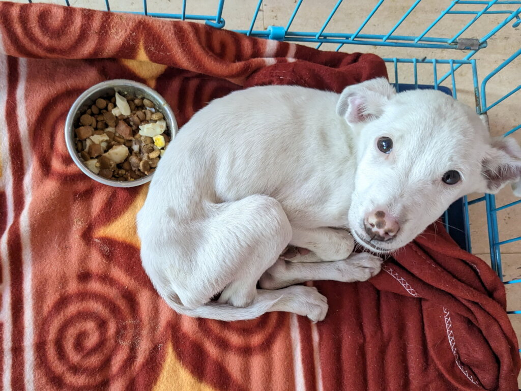 High Dependency Unit For Vulnerable Sick Animals - GlobalGiving