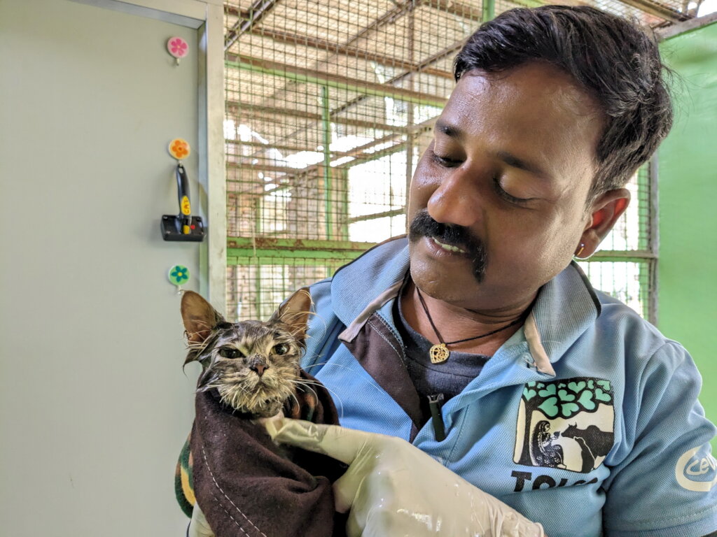 High Dependency Unit For Vulnerable Sick Animals - GlobalGiving