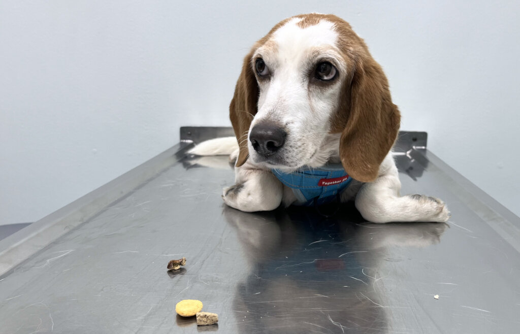 LAB to LOVE - Give former research dogs a CHANCE! - GlobalGiving