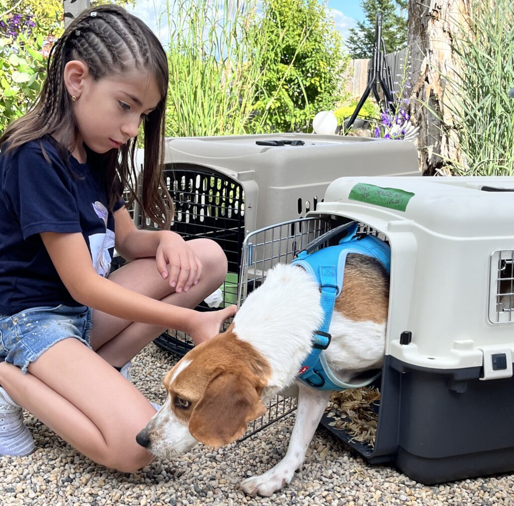 LAB to LOVE - Give former research dogs a CHANCE! - GlobalGiving