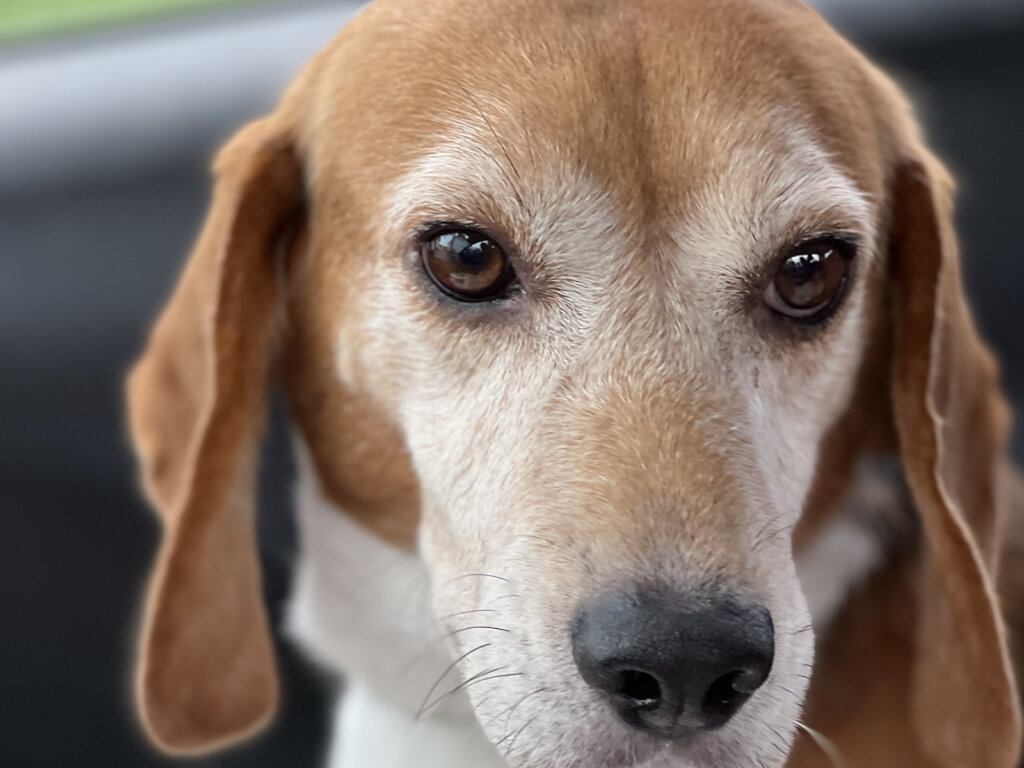 LAB to LOVE - Give former research dogs a CHANCE! - GlobalGiving